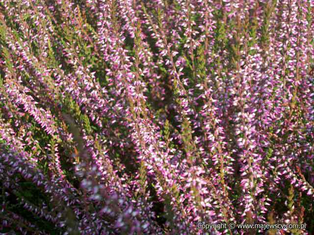 Oferta - Calluna vulgaris 'Marleen' - wrzos pospolity